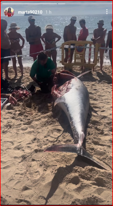 Aparece muerto un atún gigante en las playas de Benidorm | CALVARI