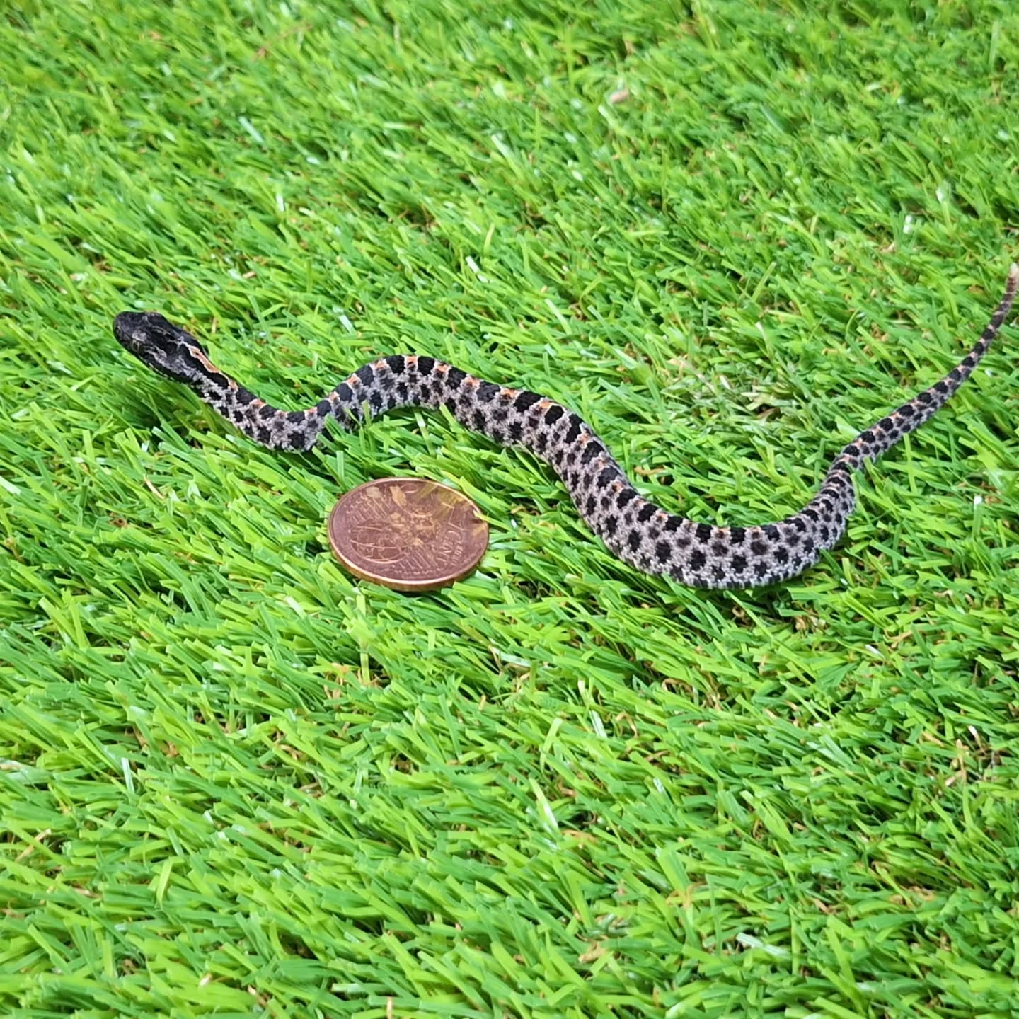 Nacen seis serpientes de cascabel pigmea oscura en Terra Natura ...